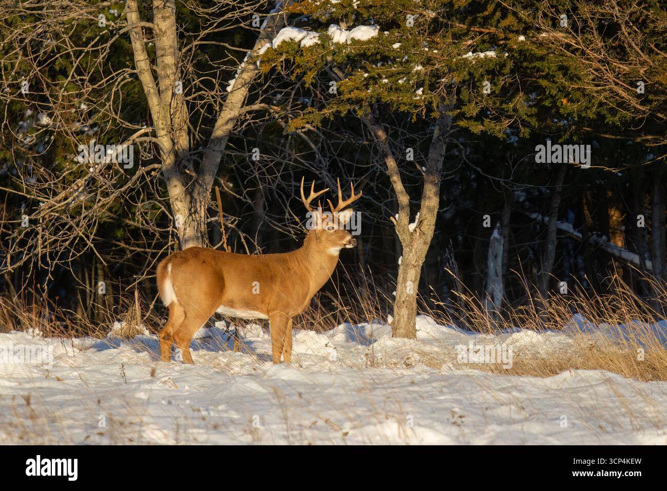 White-tailed deer buck isolated standing in the winter snow in Canada ...