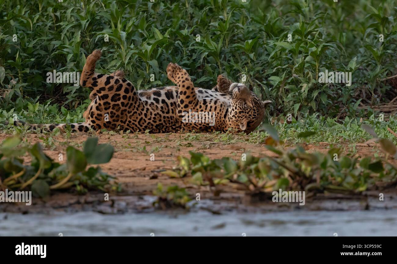 Jaguar Hunting Caiman in the Pantanal, Brazil Stock Photo - Alamy