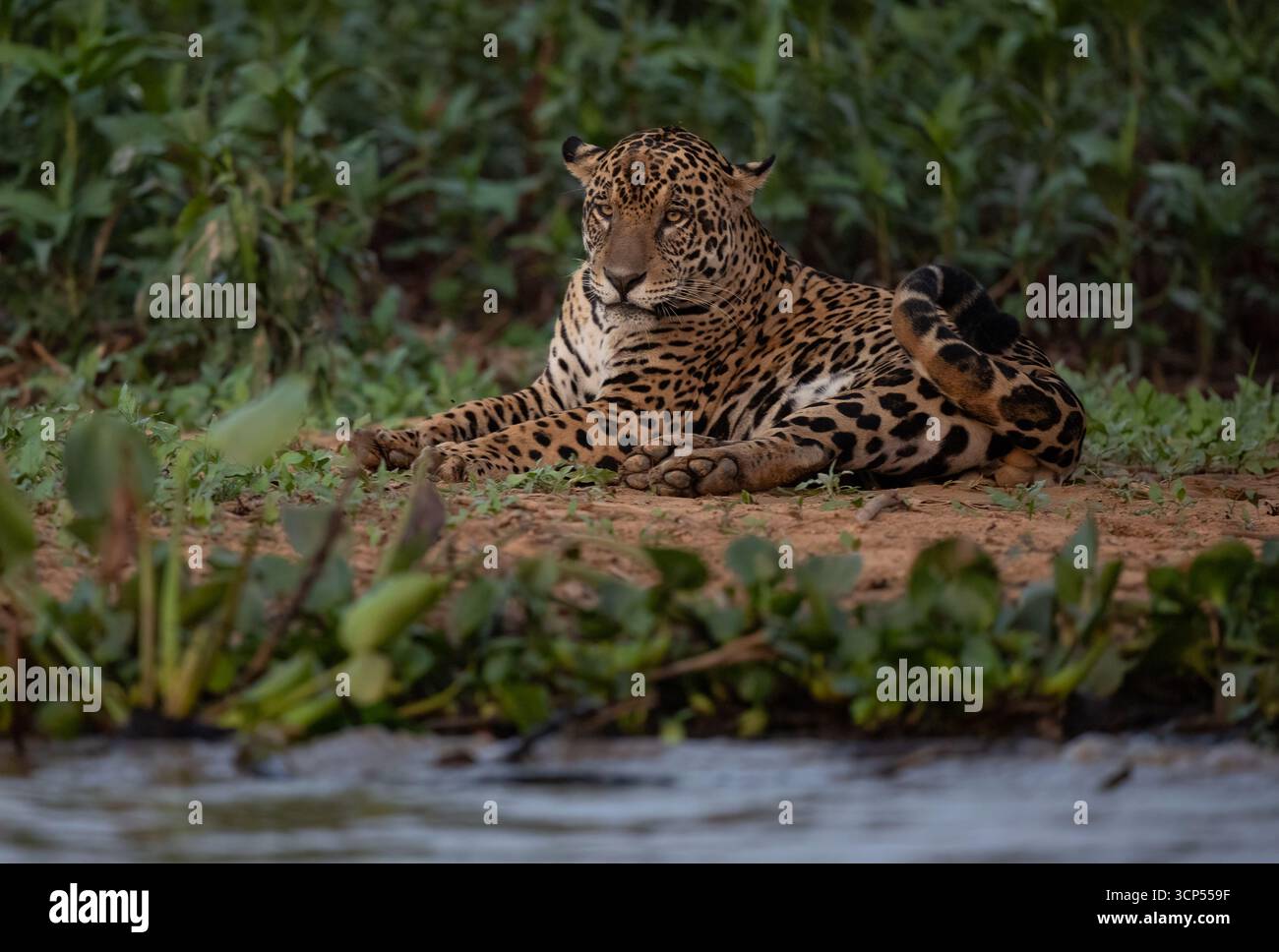 Jaguar Hunting Caiman in the Pantanal, Brazil Stock Photo - Alamy