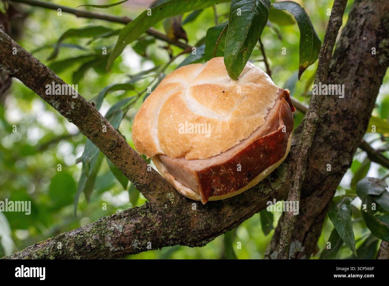 Bavaria, Germany - September 17, 2025: Scurrilous picture, A Bavarian ...