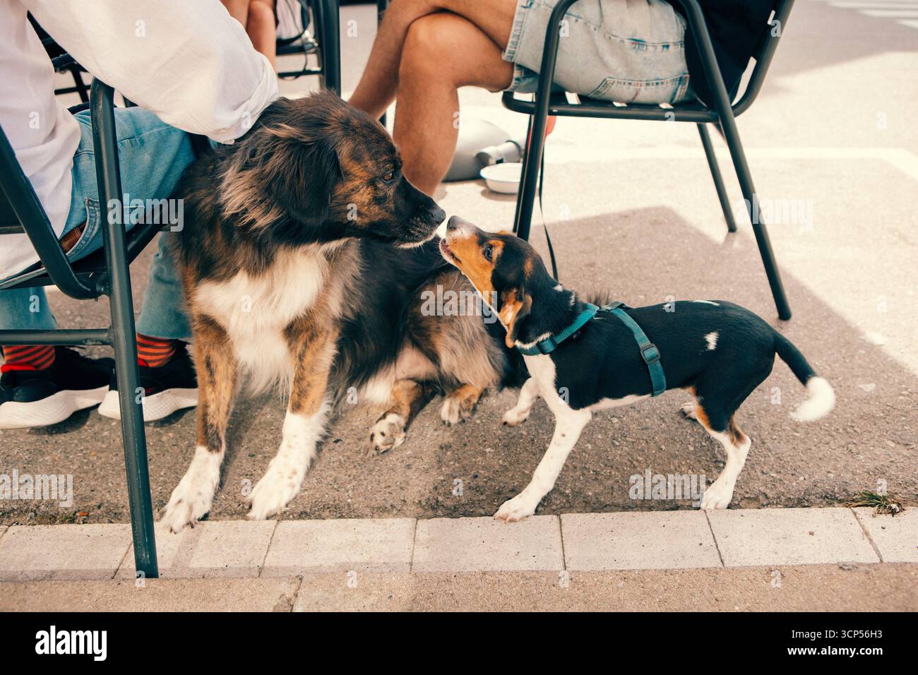 Dogsmeeting hi-res stock photography and images - Alamy