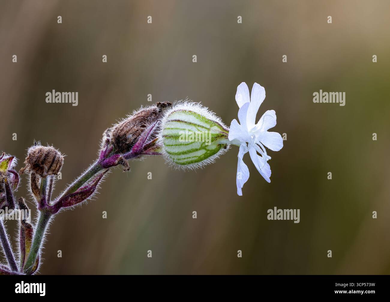 White campion plant hi-res stock photography and images - Alamy