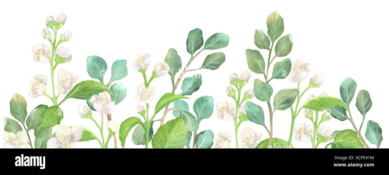 Floral jasmine border clipart hi-res stock photography and images - Alamy
