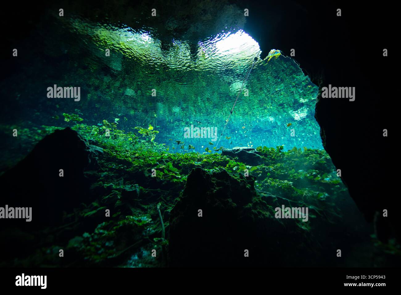 Underwater view of a water lily and water flowers in Nicte Ha Cenote in ...