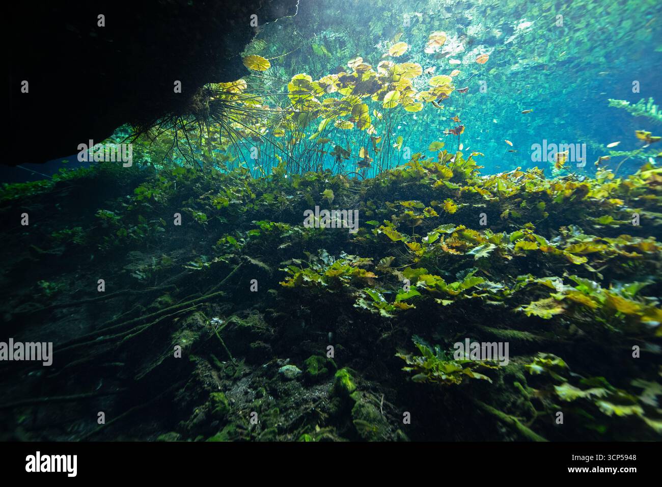 Yucatan cenote water lilies hi-res stock photography and images - Alamy
