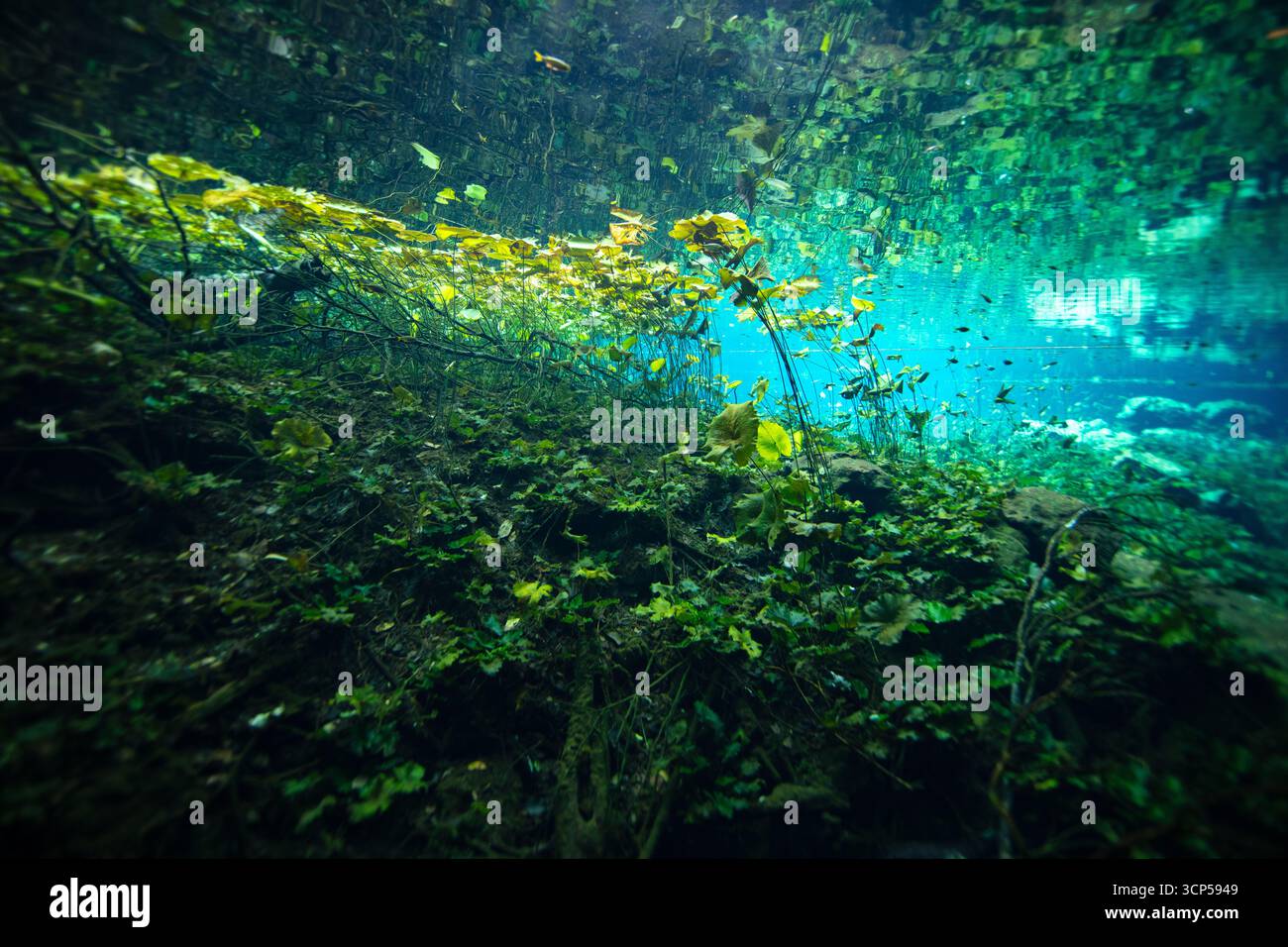 Underwater stalagmites in mexican cenote hi-res stock photography and ...