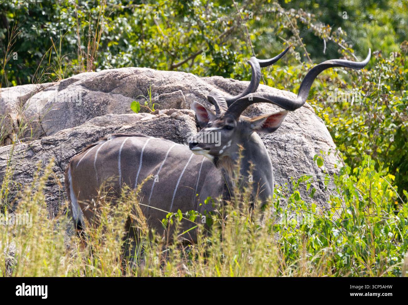 The spiral horns of the Greater Kudu bulls become massive as they ...