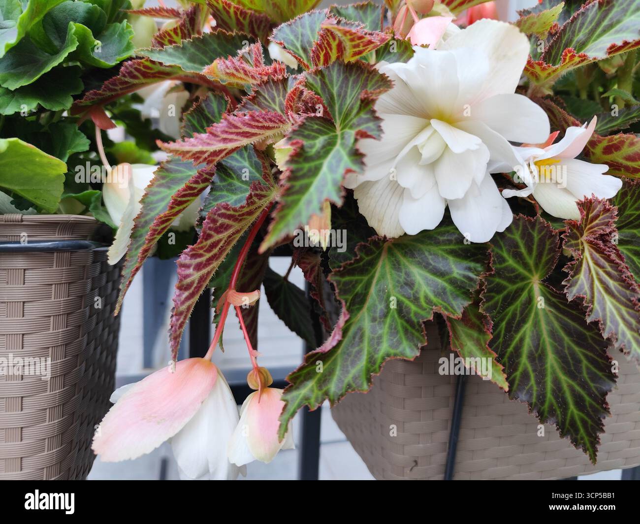 Begonia white flower in pot. Buds petal bloom. Plant Double Scarlet ...