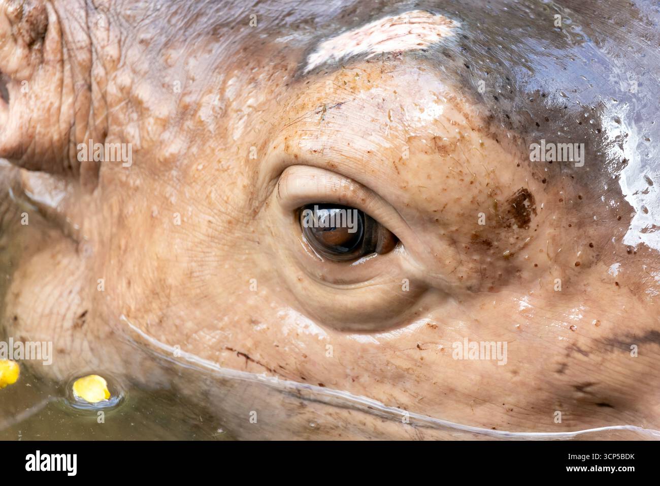 A face with eye of a floating hippopotamus Stock Photo - Alamy