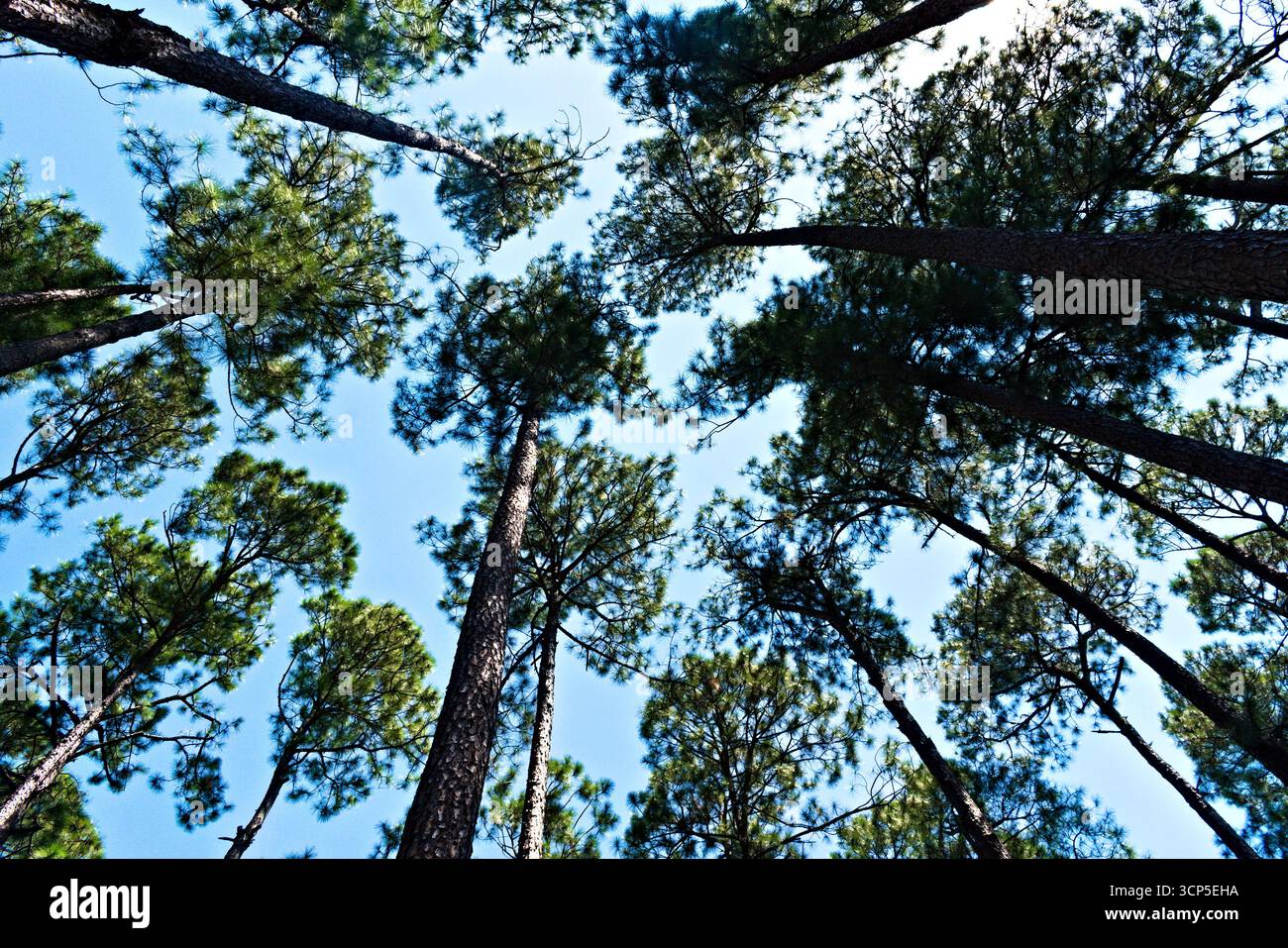 Upward perspective captures towering hi-res stock photography and ...