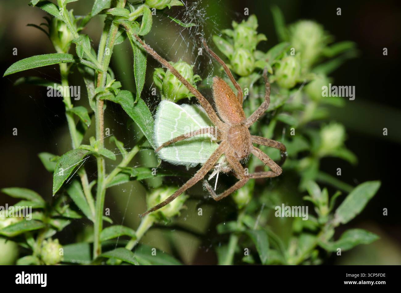 Nursery Web Spider, Pisaurina mira, feeding on Emerald Moth, Subfamily ...