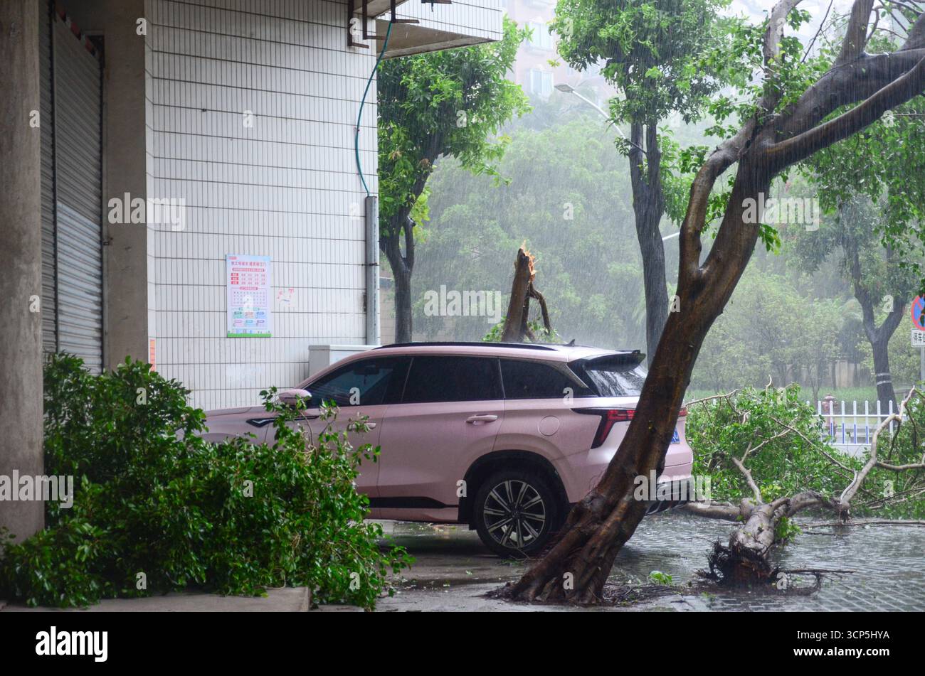 Trees are seen brought down by Super Typhoon Ragasa, the strongest ...