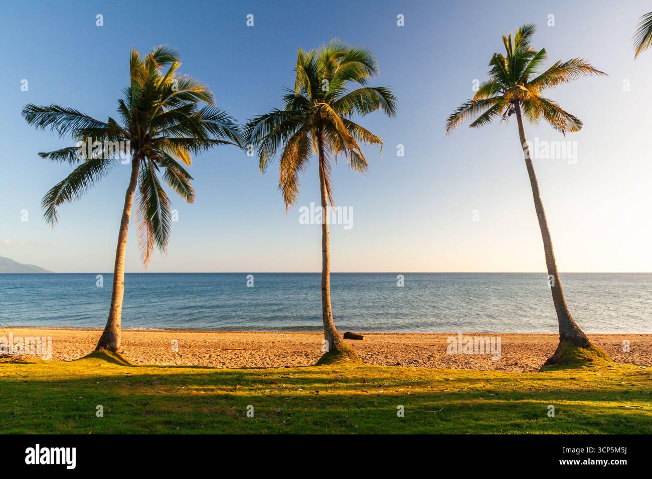 Tropical beach coconut palm trees hi-res stock photography and images ...