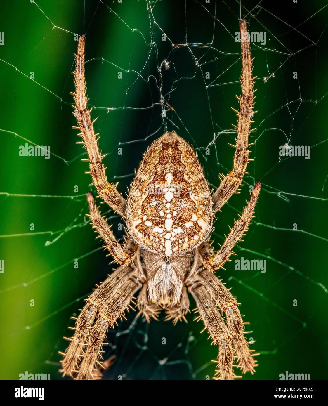 Natural close up animal portrait of European Garden Spider, Araneus ...