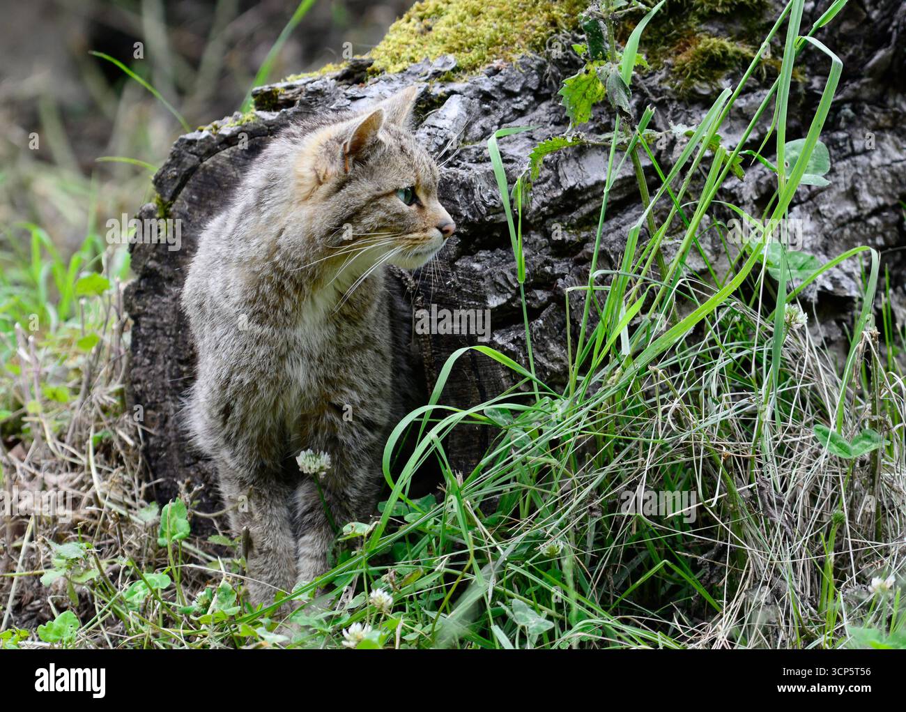 Deutschland - Natur Wildkatze - Felis silvestris Wildkatze *** Germany ...