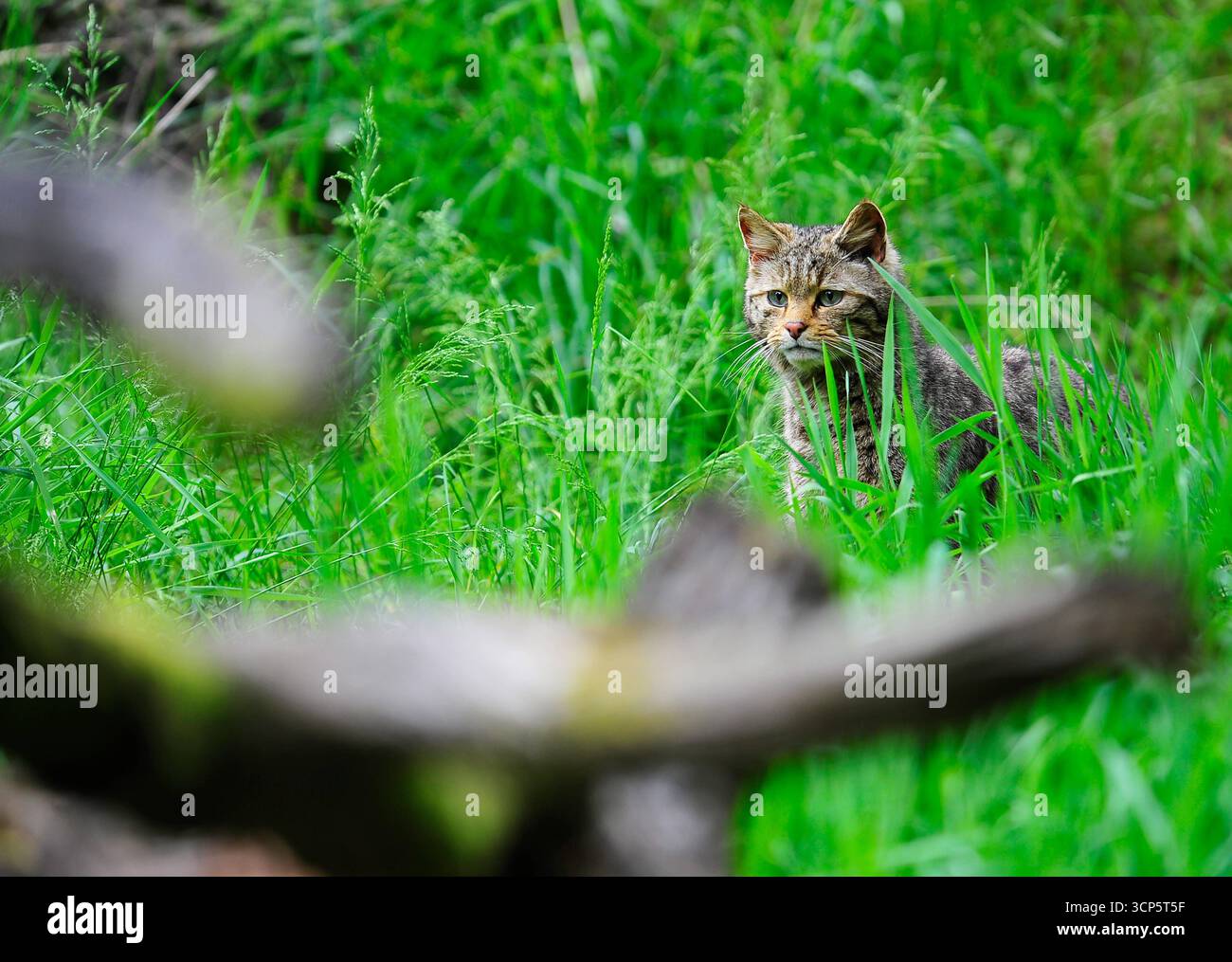Deutschland - Natur Wildkatze - Felis silvestris Wildkatze *** Germany ...