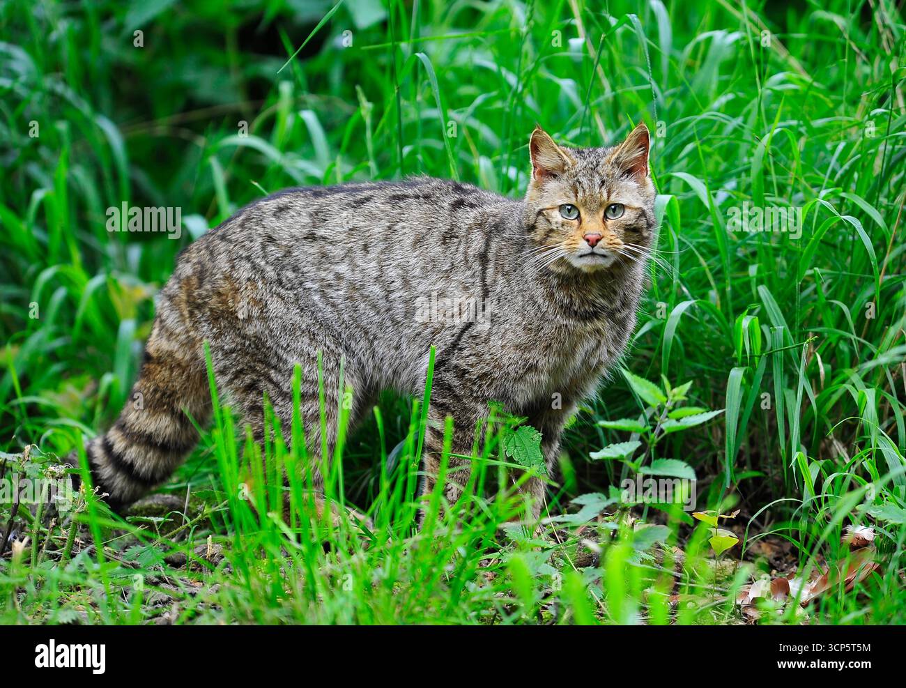 Deutschland - Natur Wildkatze - Felis silvestris Wildkatze *** Germany ...