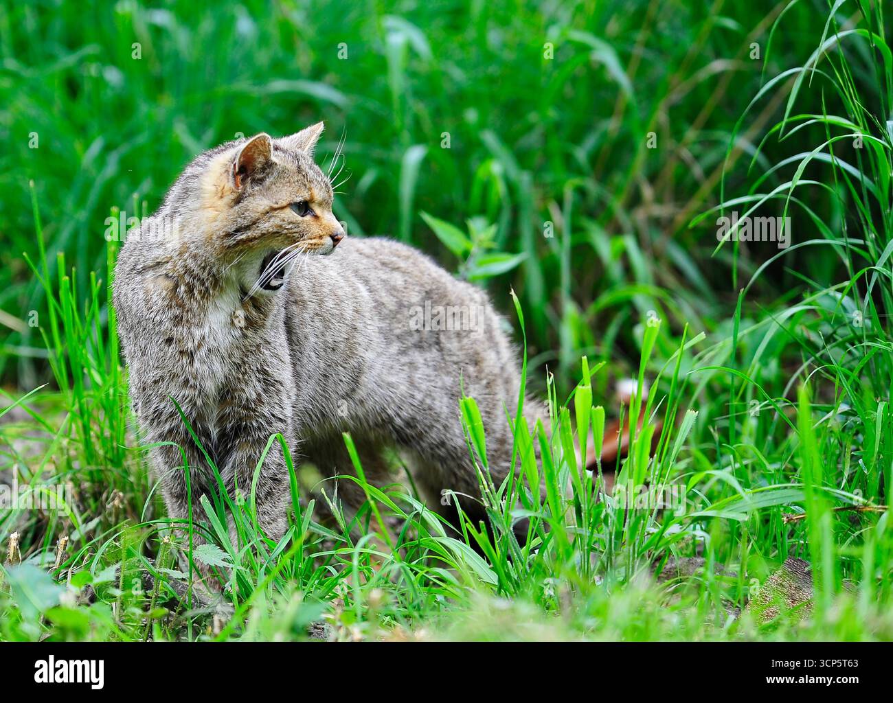 Deutschland - Natur Wildkatze - Felis silvestris Wildkatze *** Germany ...