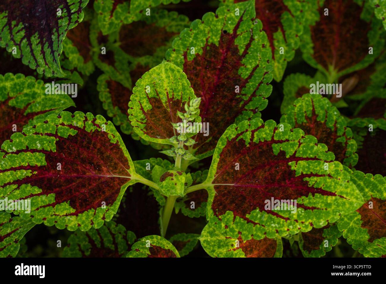 Stunning natural patterns of Coleus Scutellaroides 'Red Dwarf’. Close ...