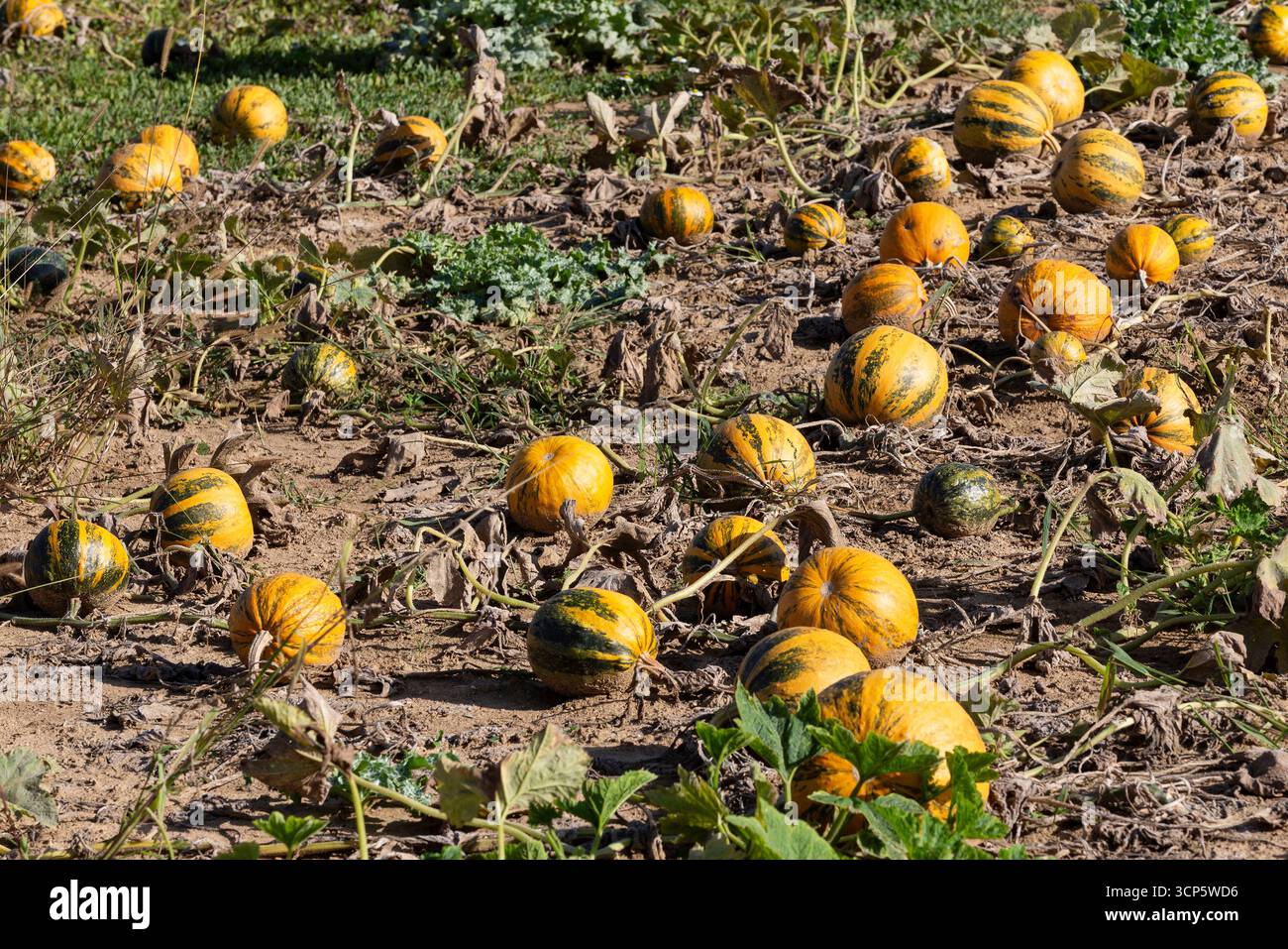 Reife Ölkürbisse, Kürbisfeld // Ripe oil pumpkins, pumpkin field ...