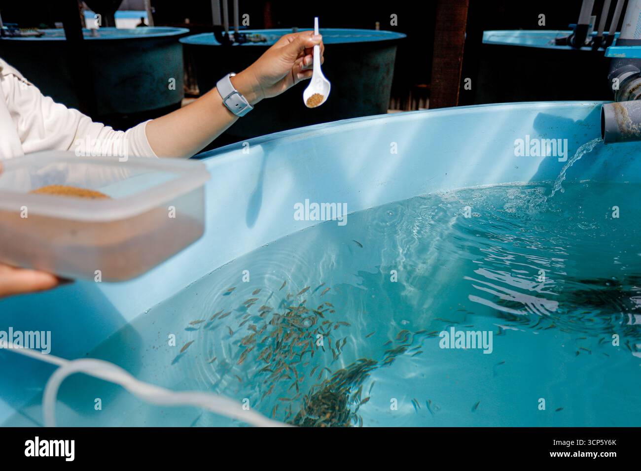 Fish feeding in a fish hatchery pond with an aquaculture tank. Worker ...