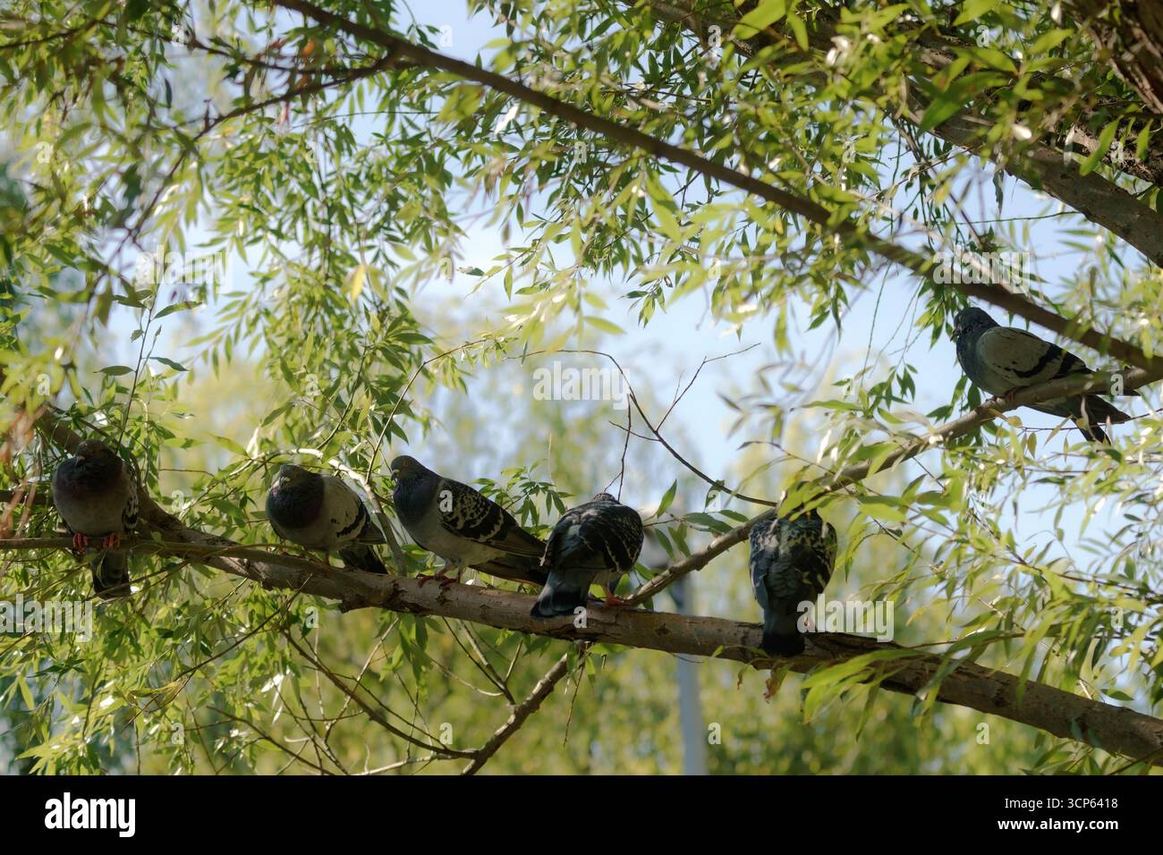 Pigeons resting on a tree branch hi-res stock photography and images ...