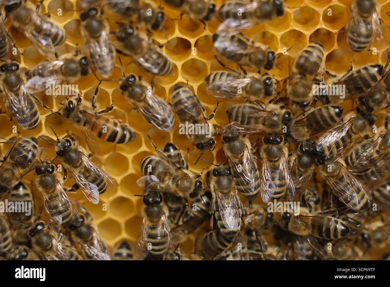 24 September 2025, Saxony-Anhalt, Halle (Saale): Honey bees in front of ...