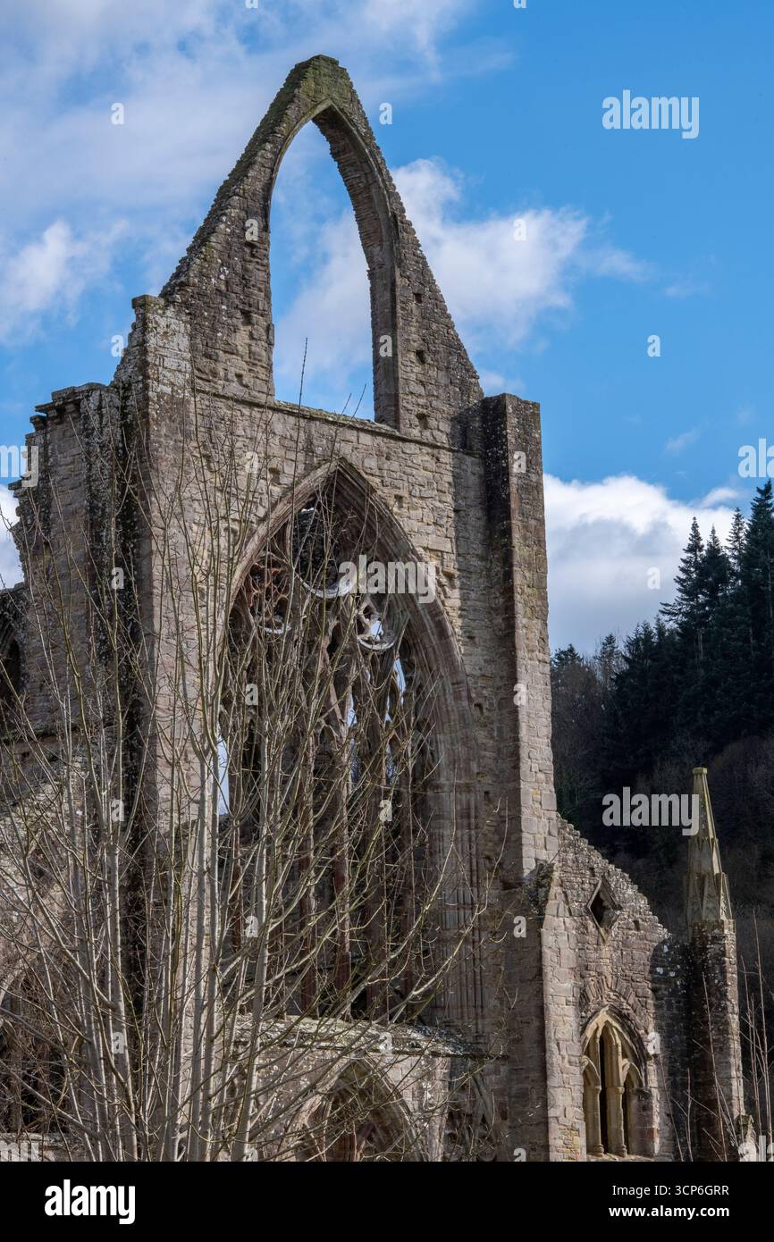 Tintern abbey ruins gable end and gothic arched windows on the banks of ...