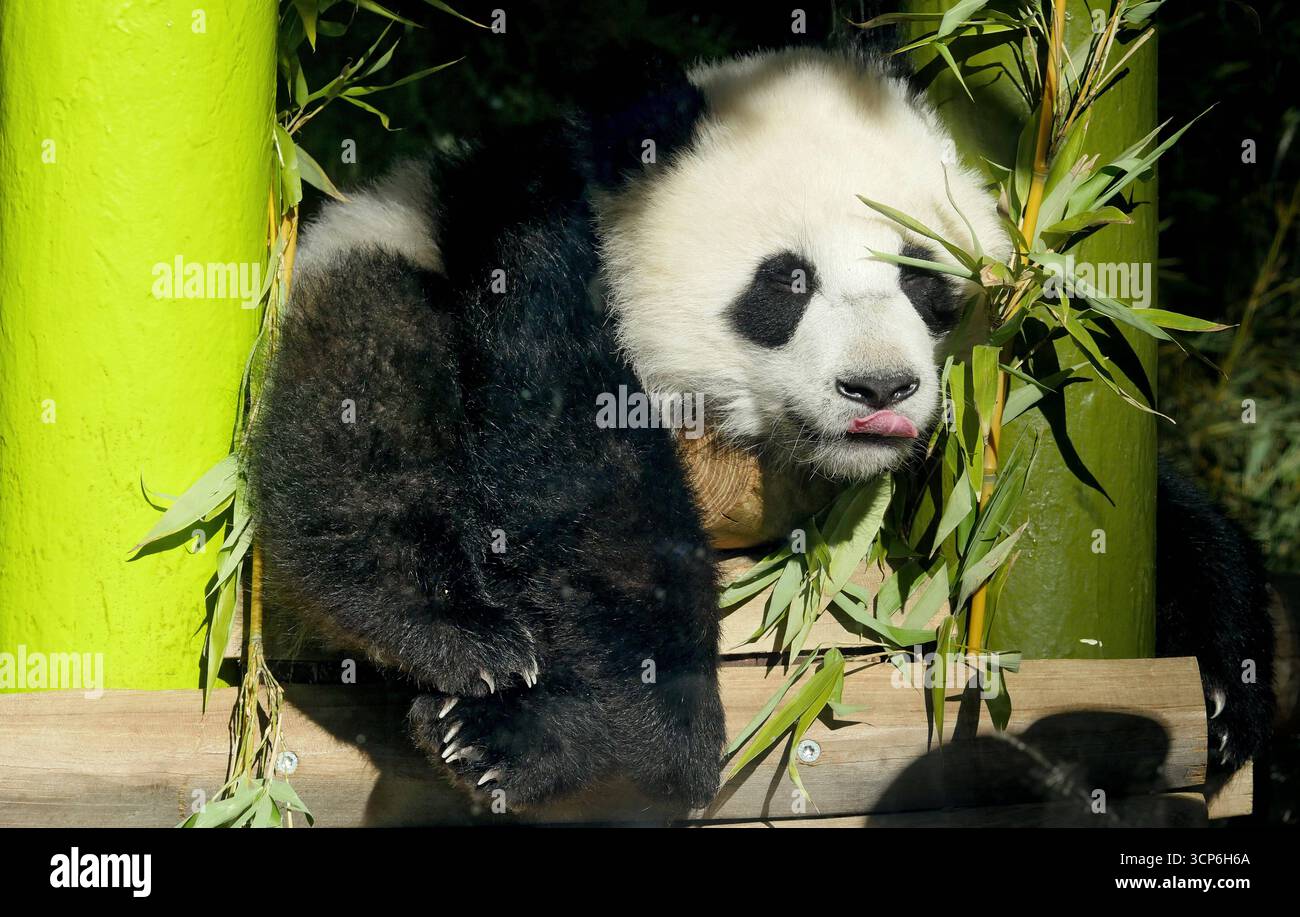 24.09.2025, Berlin - Deutschland. Tierische Stars im Zoo Berlin: Panda ...