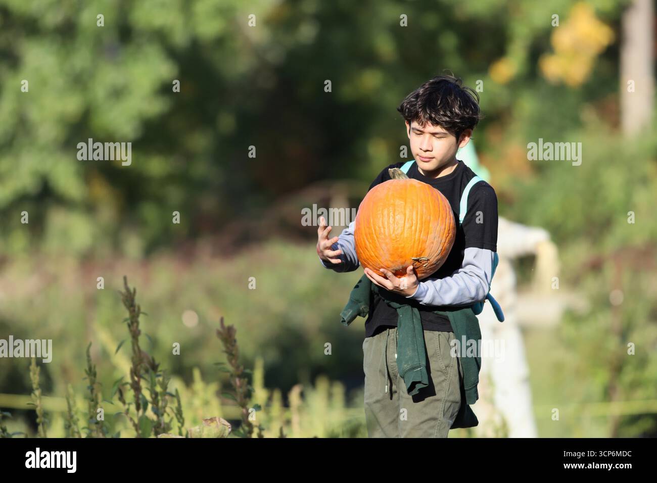 A young holds a pumpkin in a pumpkin patch on the eve of the start of ...