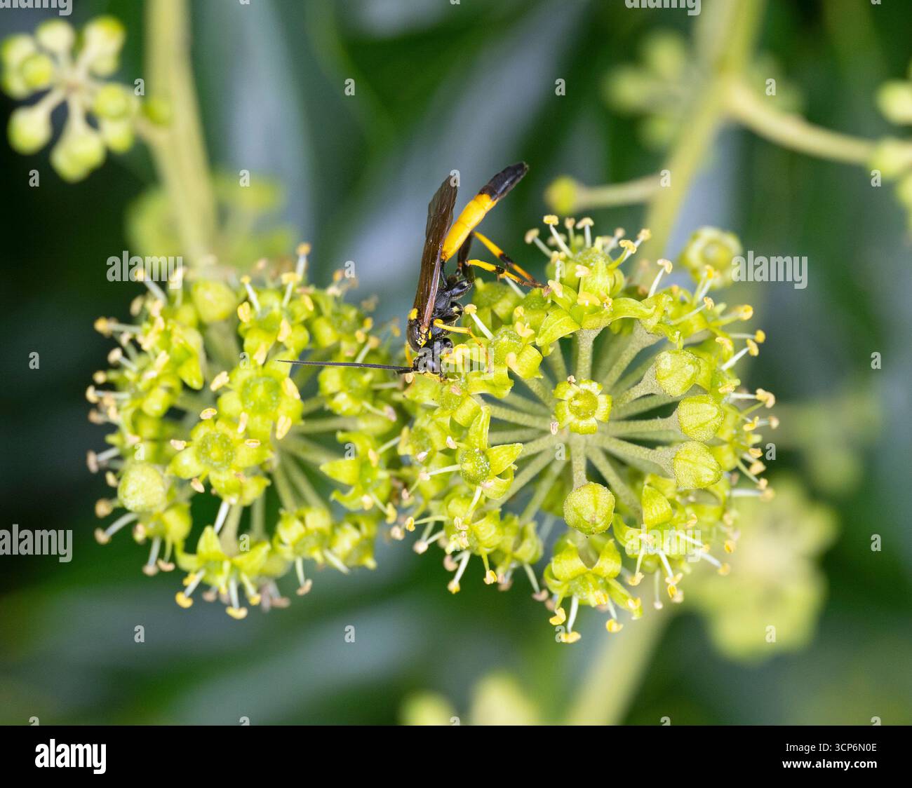 Parasitoid of the buff tip moth hi-res stock photography and images - Alamy