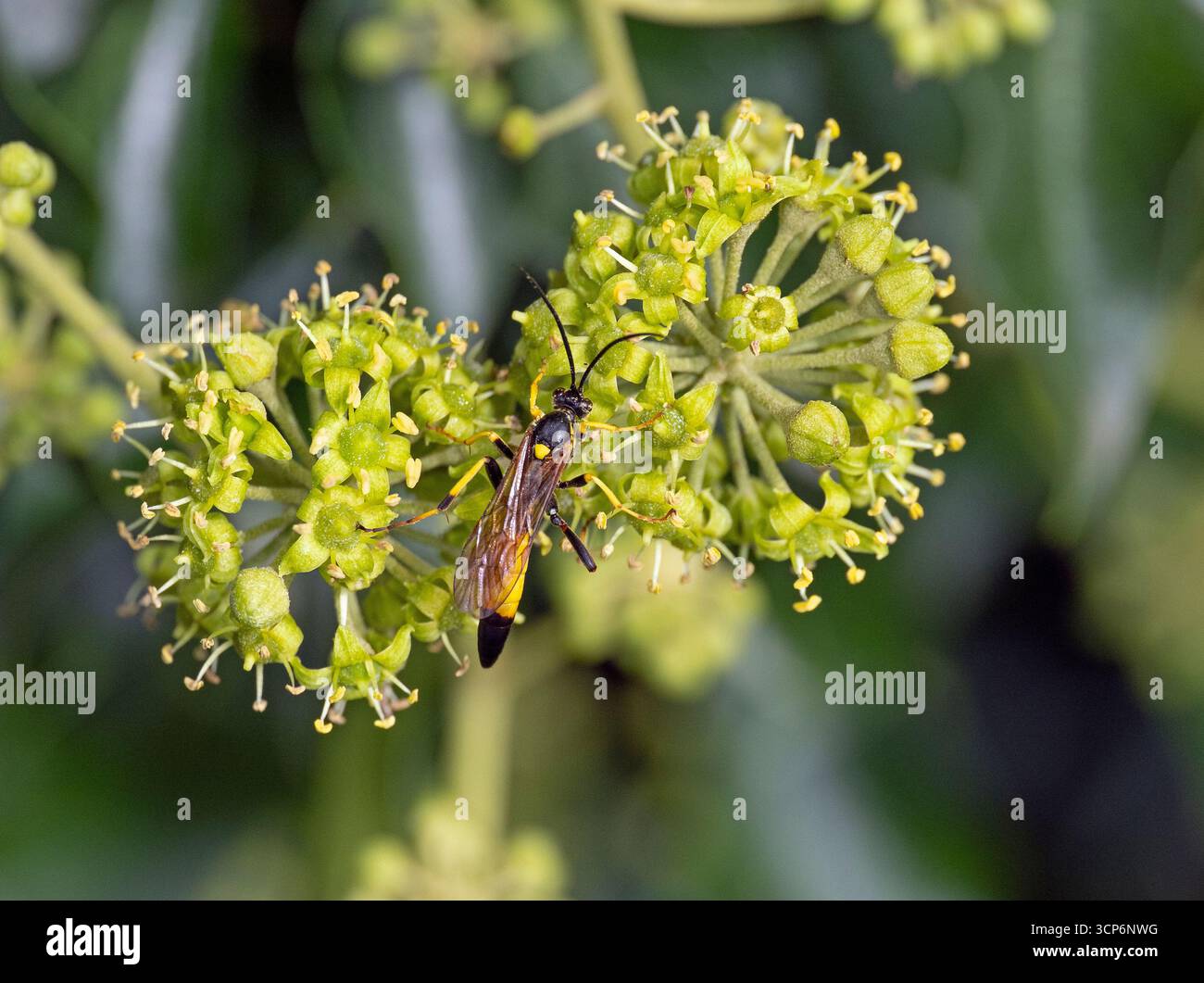 Parasitoid of the buff tip moth hi-res stock photography and images - Alamy