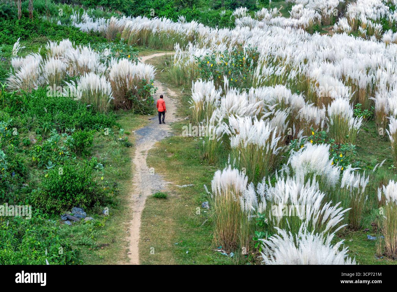 Beautiful white kash or kans grass flower, Saccharum spontaneum, during ...