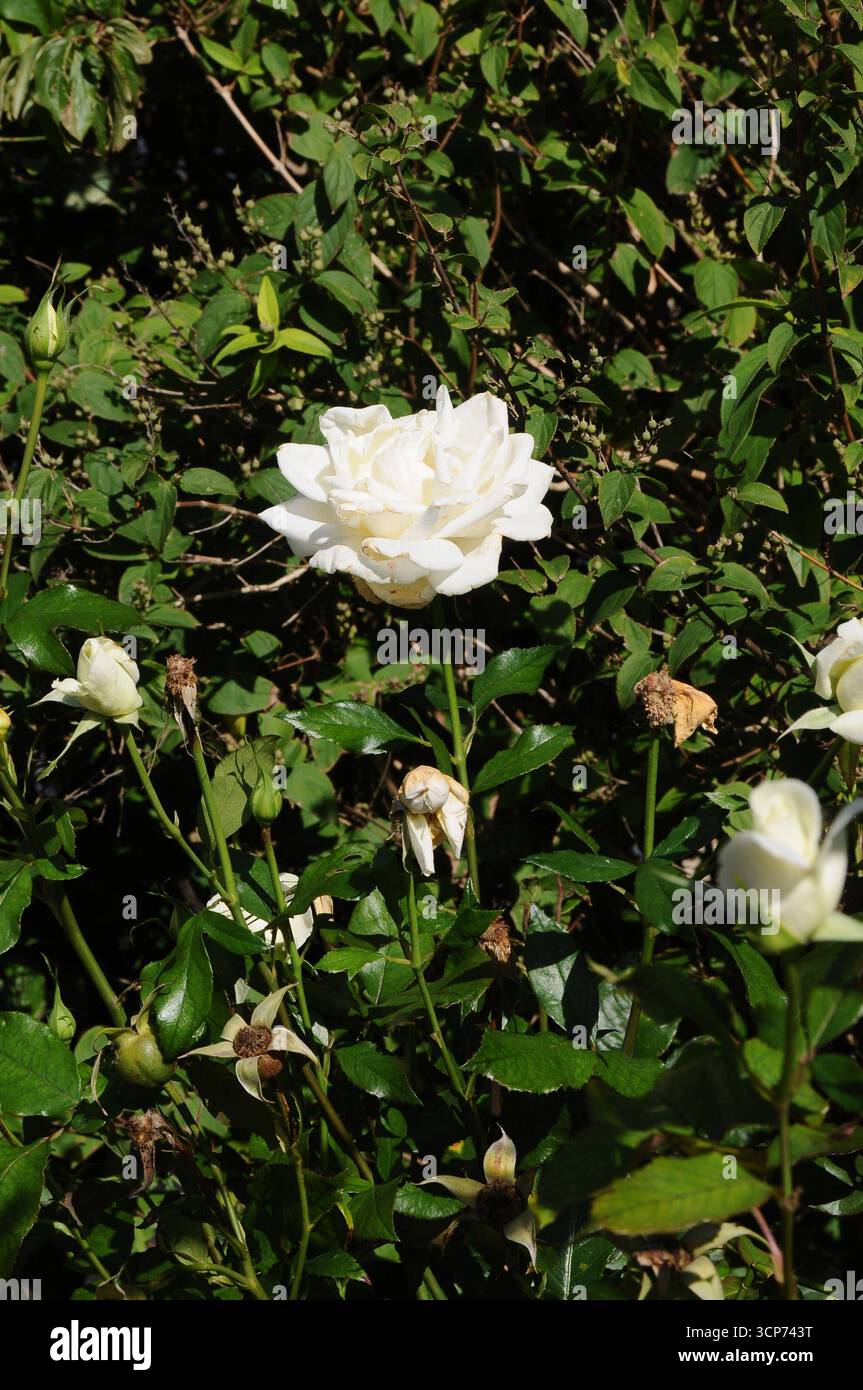 Kastrup/Copenhagen/ Denmark/24 september 2025/wild rose flower and ...