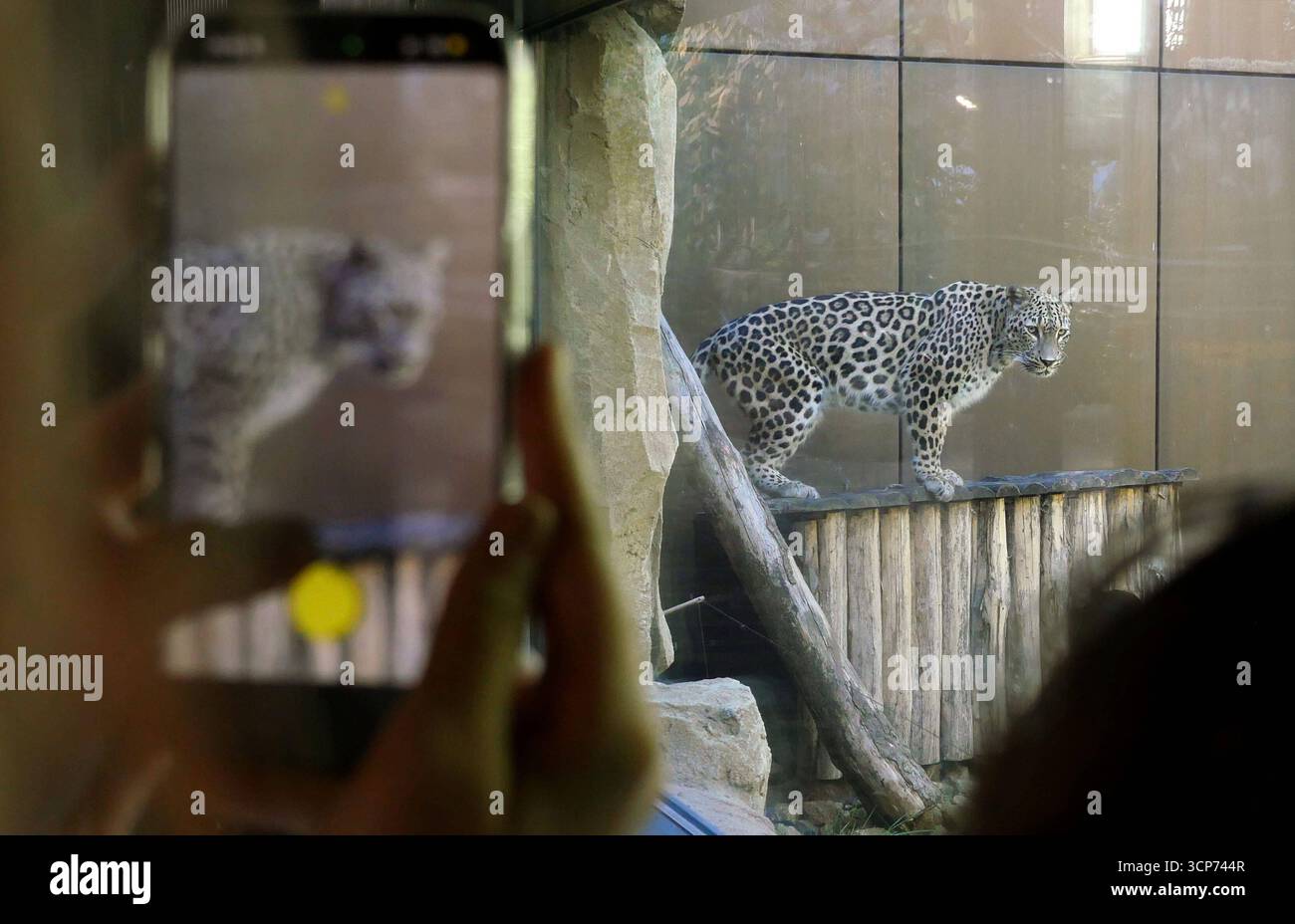 24.09.2025, Berlin - Deutschland. Tierische Stars im Zoo Berlin: der ...