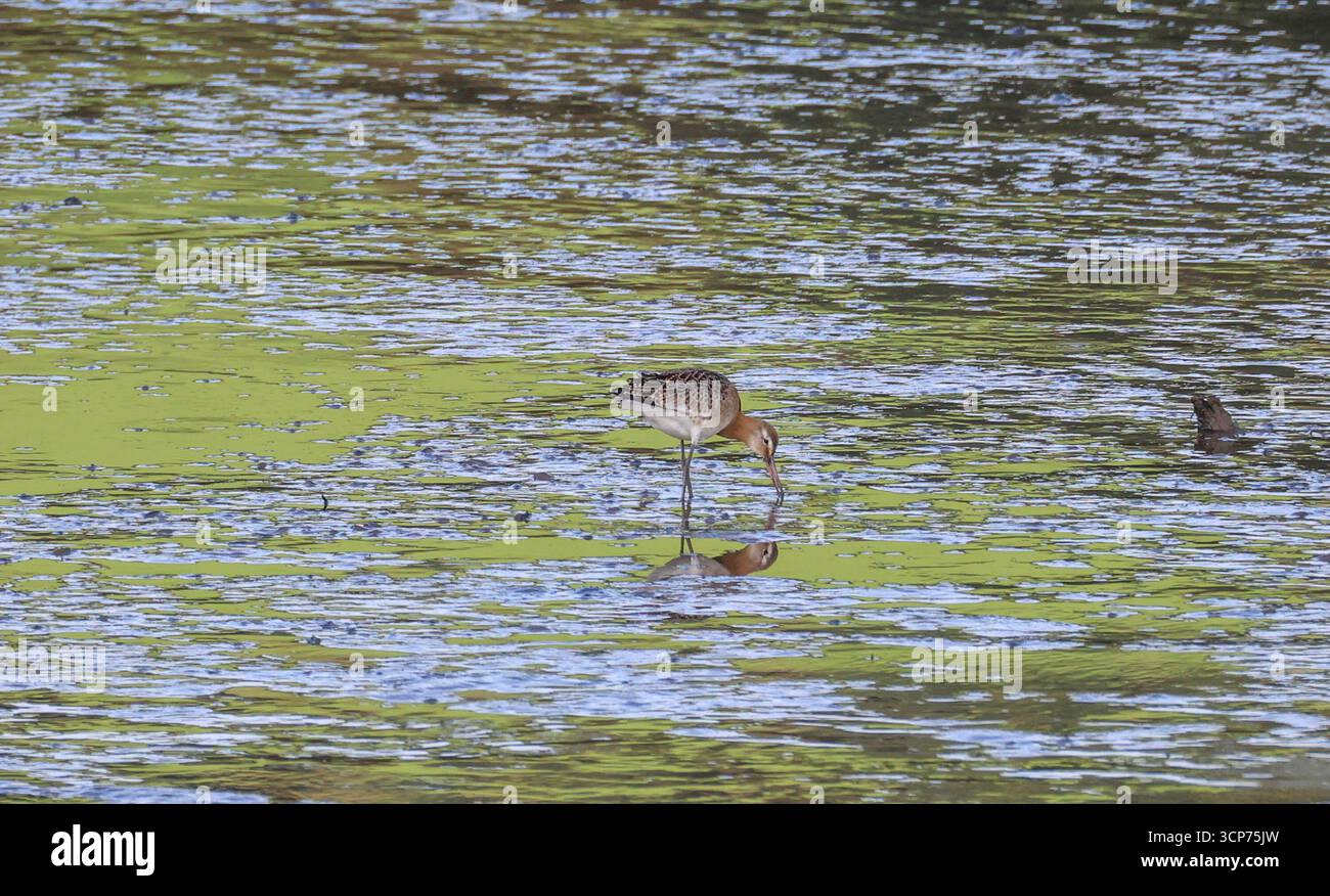 Inch Levels, County Donegal, Ireland. 24 Sep 2025. Irish weather ...