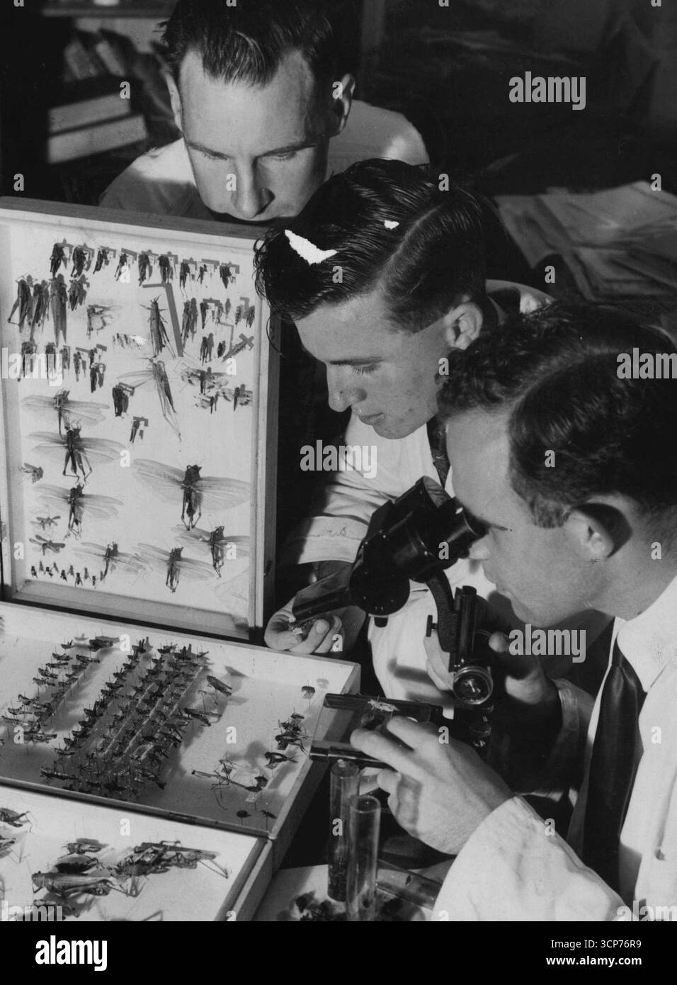 Entomologists of the Department of Agriculture examining grasshoppers ...