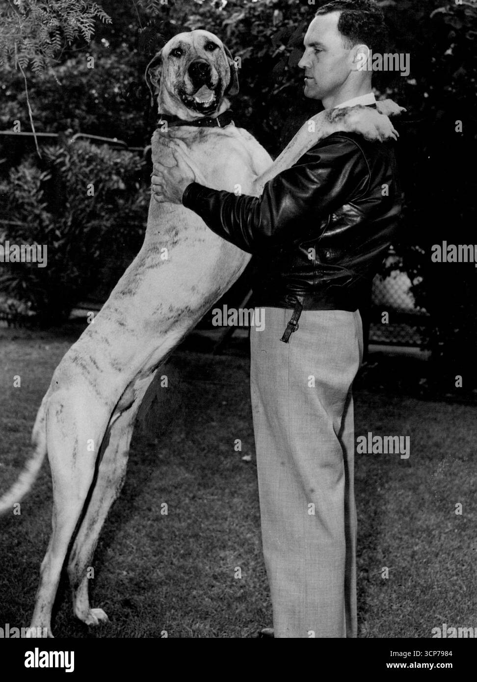 Prince of Denmark? Well, he ought to be, for he is a Great Dane and his ...