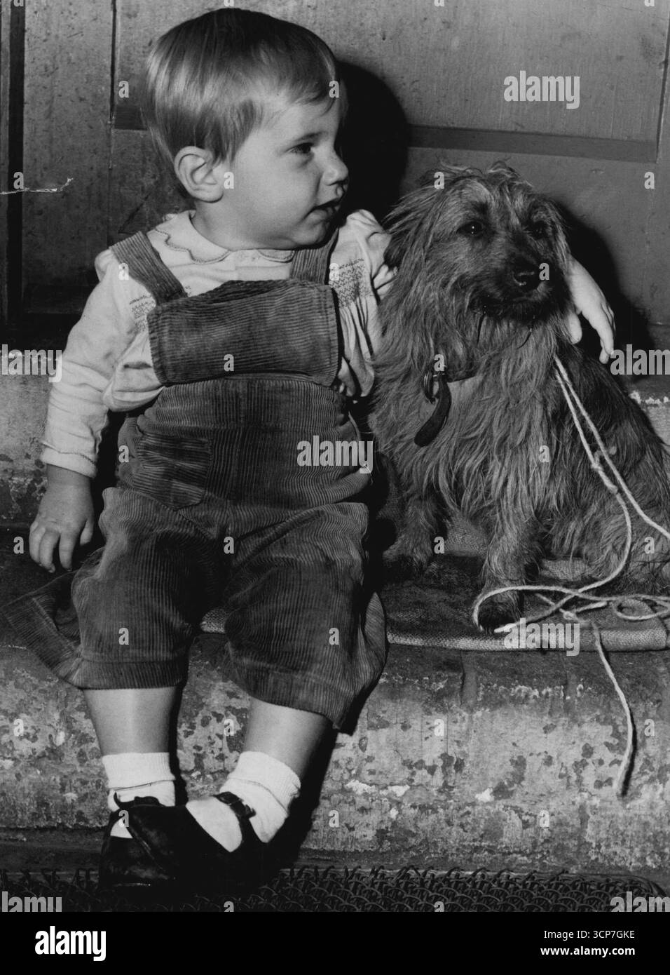 Two Young Men, 18-month-old Tony Cook, Hurstville, and Ginger, a 12 ...