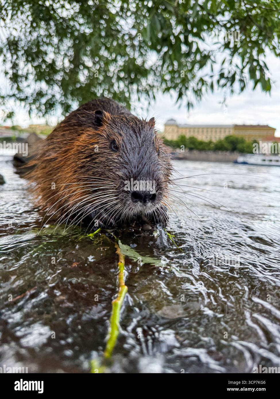 Nutria in river by Shooting Island - Strelecky Ostrov in Prague Stock ...