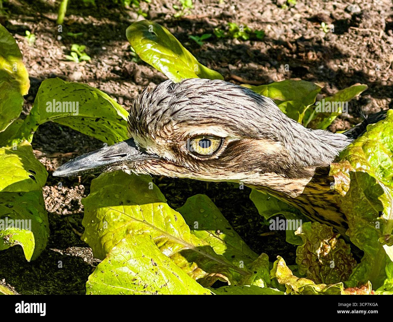 The bush stone-curlew, Burhinus grallarius, is a large, ground-dwelling ...