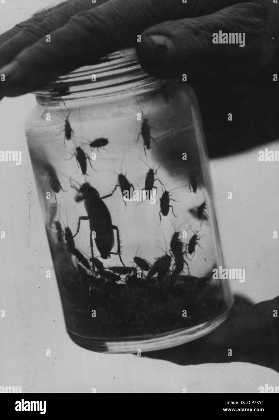 Historical rules Black and White Stock Photos & Images - Alamy