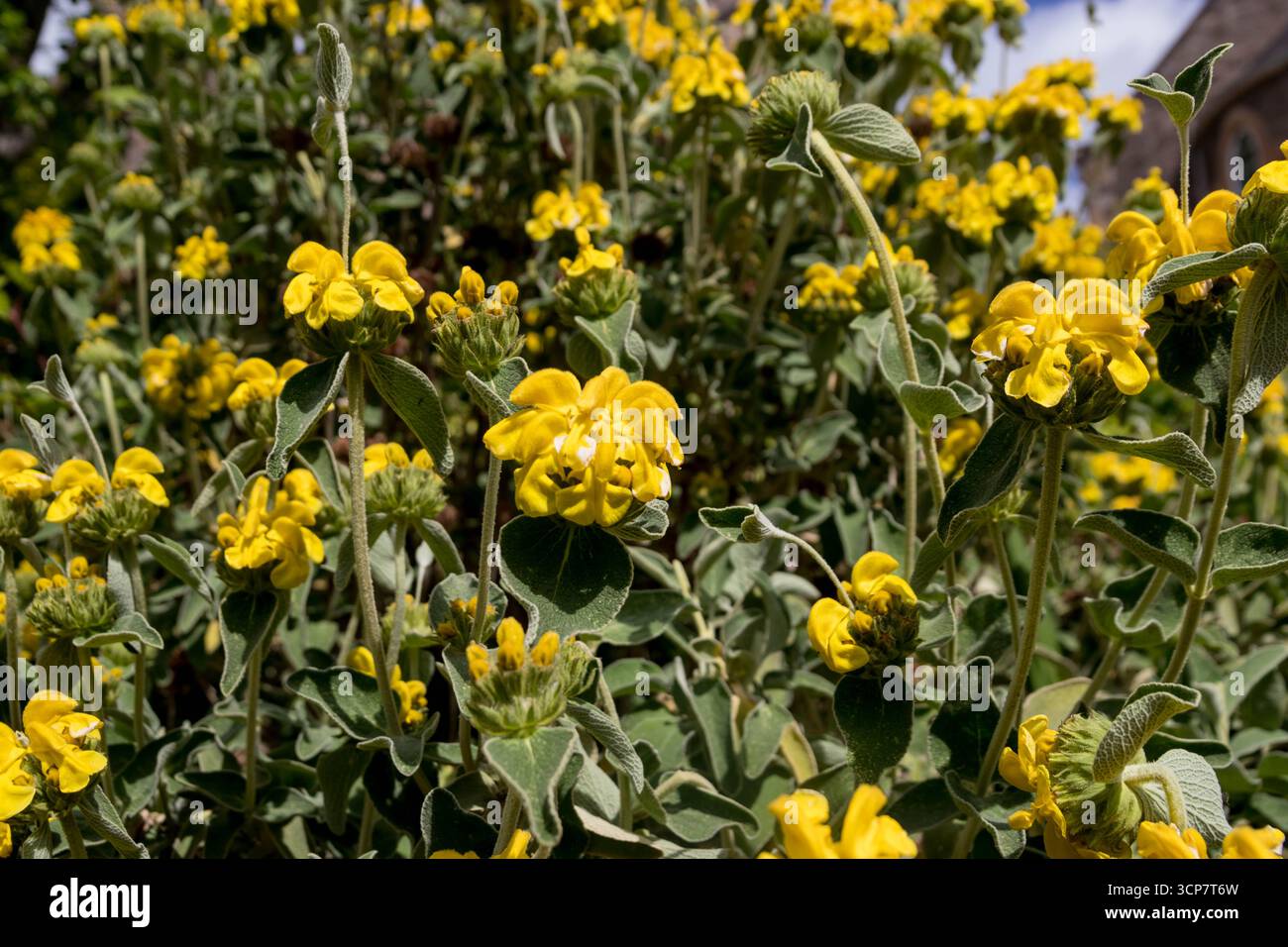 Jerusalem sage (Phlomis fruticosa) evergreen shrub in bloom Stock Photo ...