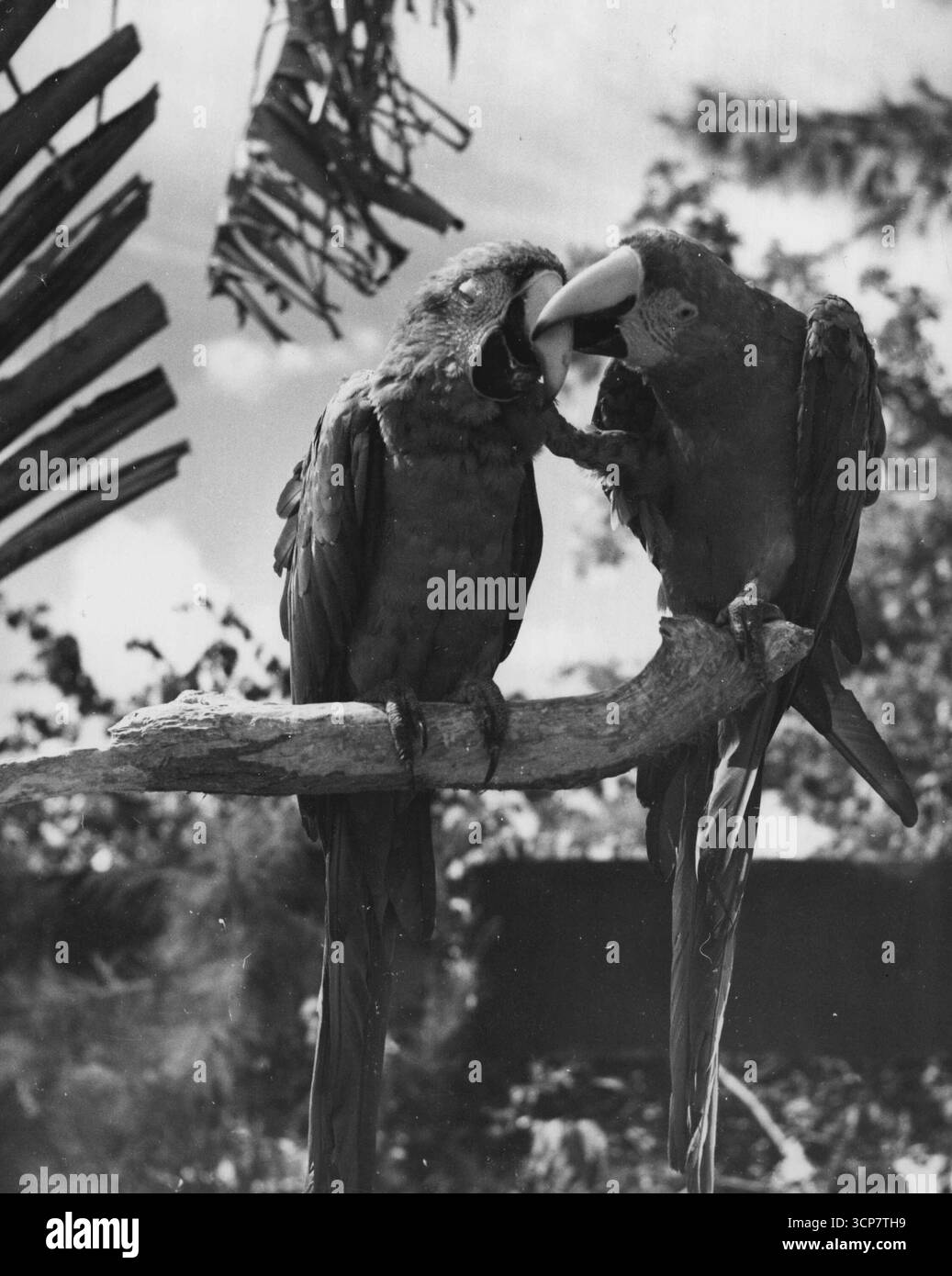 Nose first Black and White Stock Photos & Images - Alamy