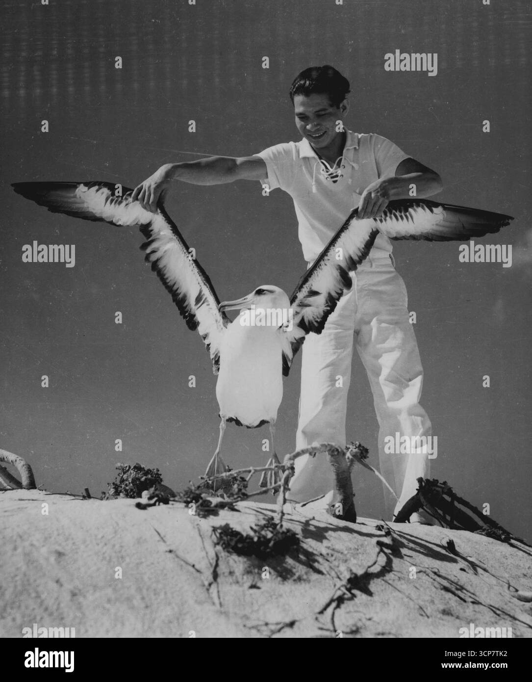 Godwits birds Black and White Stock Photos & Images - Alamy