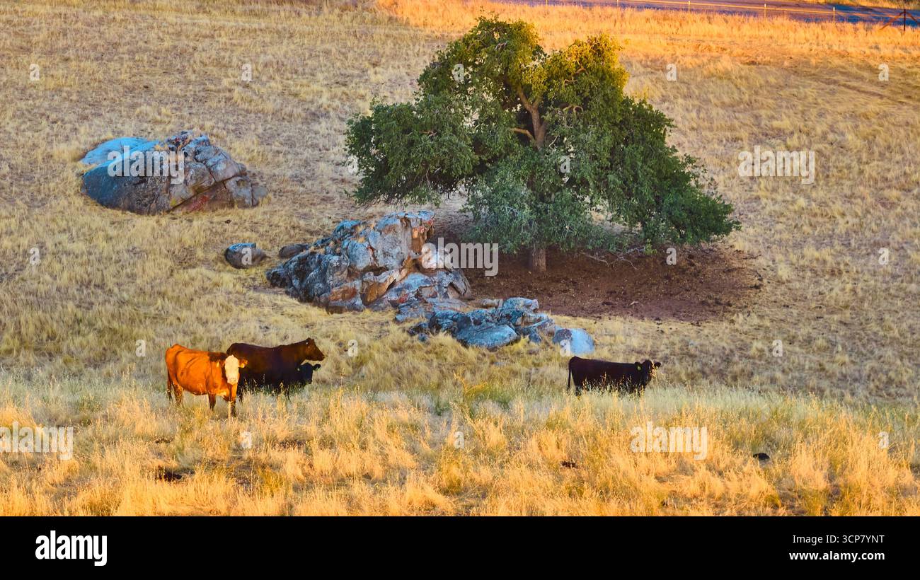 Aerial Golden Hour Cows Grazing Oak Tree and Rocky Pasture California ...
