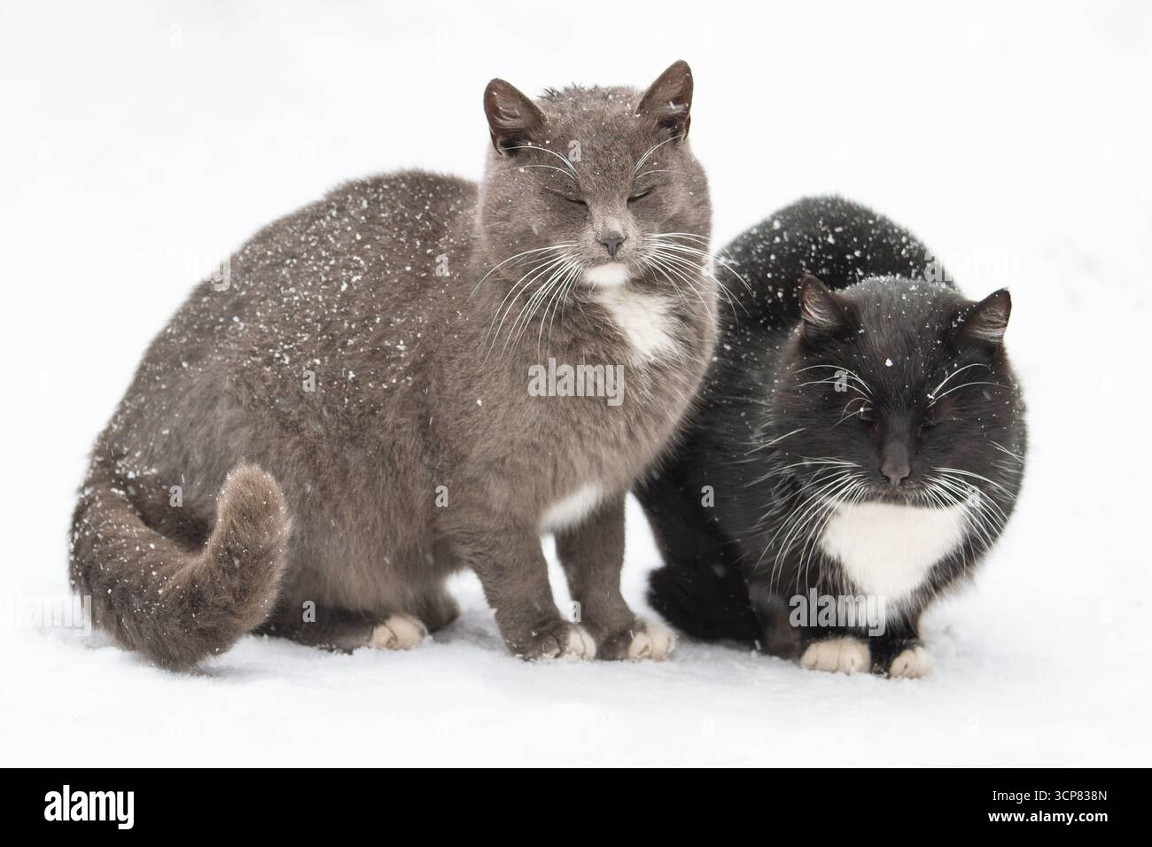 Cute winter black cat Cut Out Stock Images & Pictures - Alamy