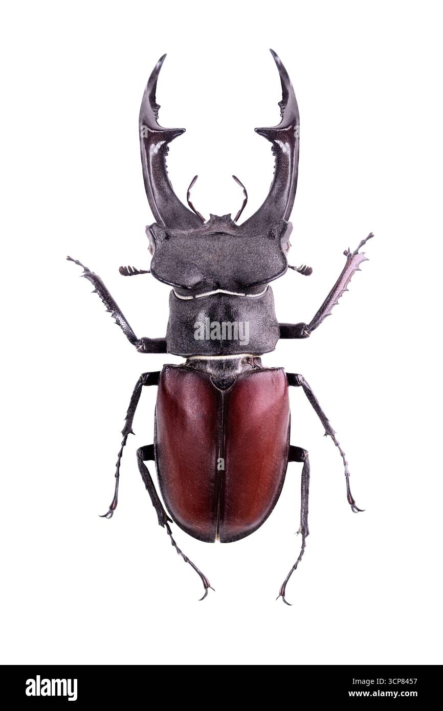 Male stag beetle biology hi-res stock photography and images - Alamy