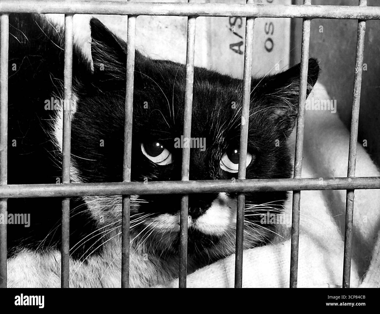 Christie's Cat is Caught. Tom, the cat owned by John Reginald Halliday ...