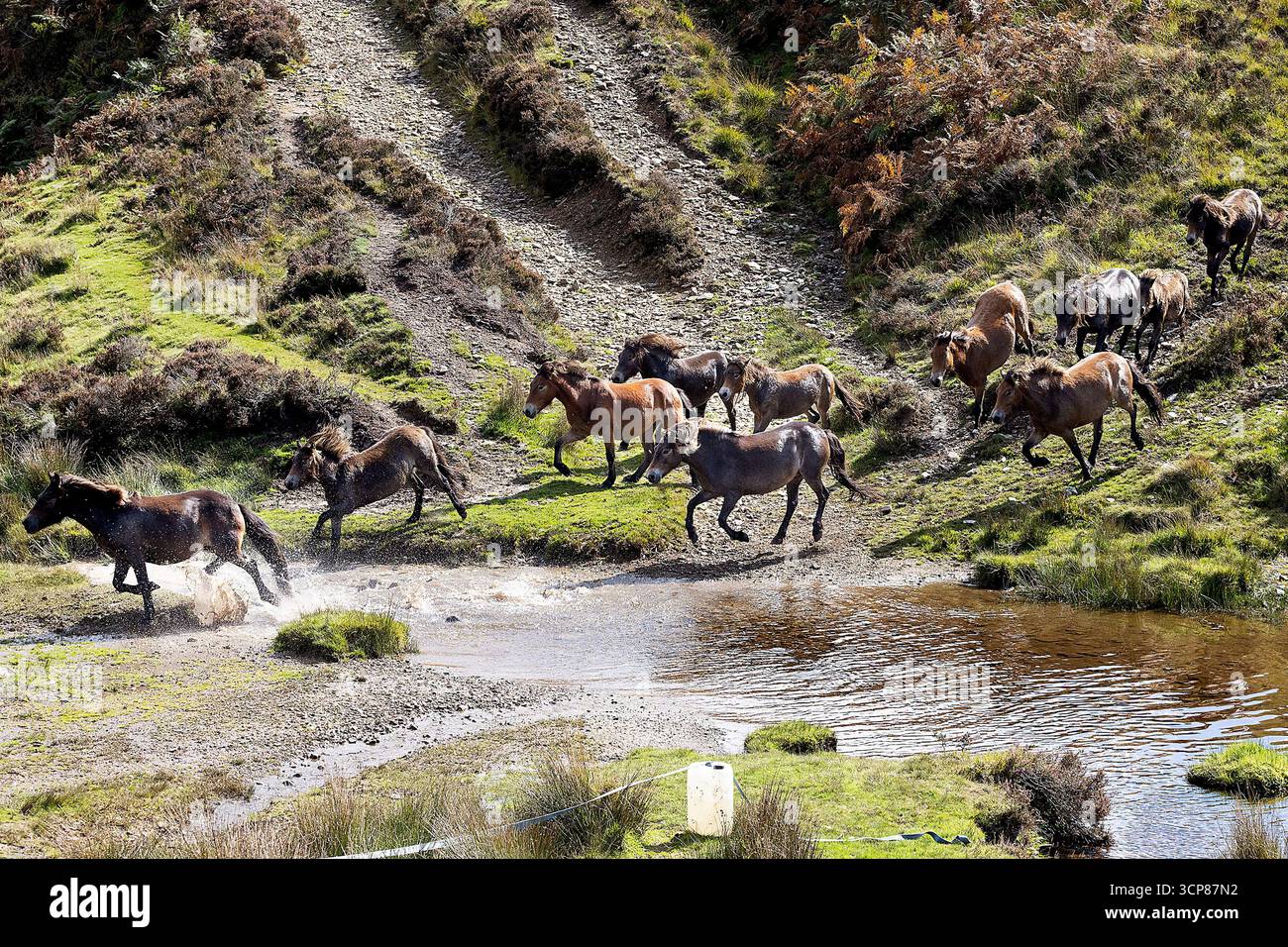 Brendon Common, Exmoor, UK. 24th Sep 2025 The gathering of the iconic ...
